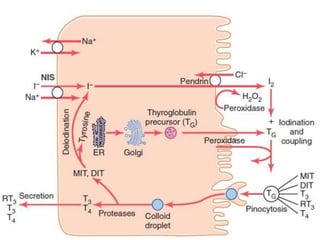 Thyroid Hormone Synthesis Animation Tutoring Clipart