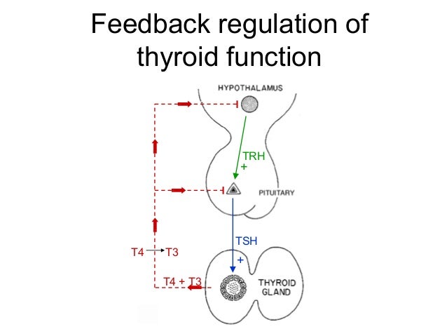 Thyroid Negative Feedback Loop Hbs