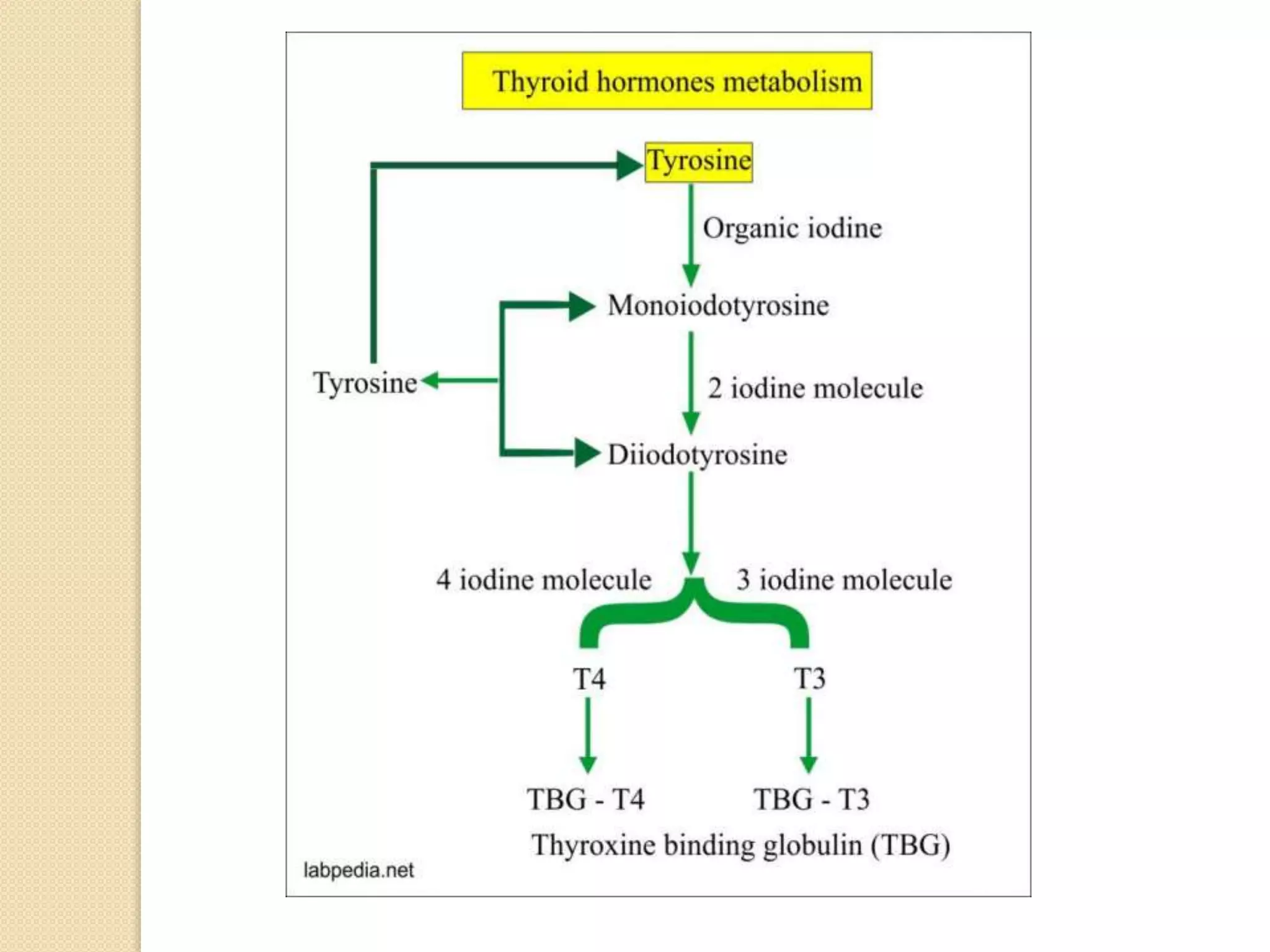 THYROID METABOLIC HORMONES.pptx