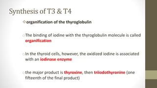 Thyroid metabolic hormones and production.pptx