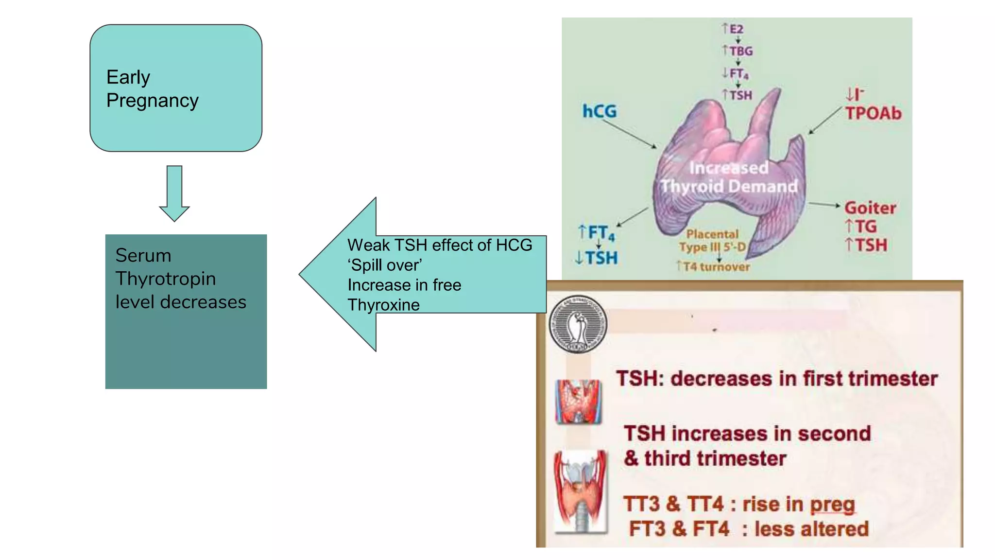 Thyroid panel final | PPTX