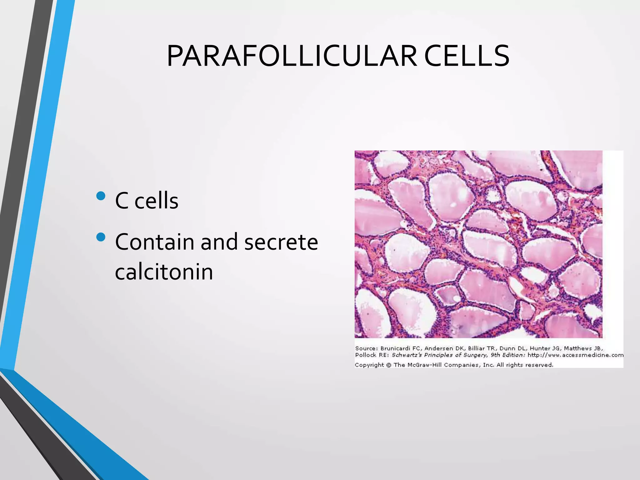 THYROID, PARATHYROID, & ADRENAL GLANDS.pptx