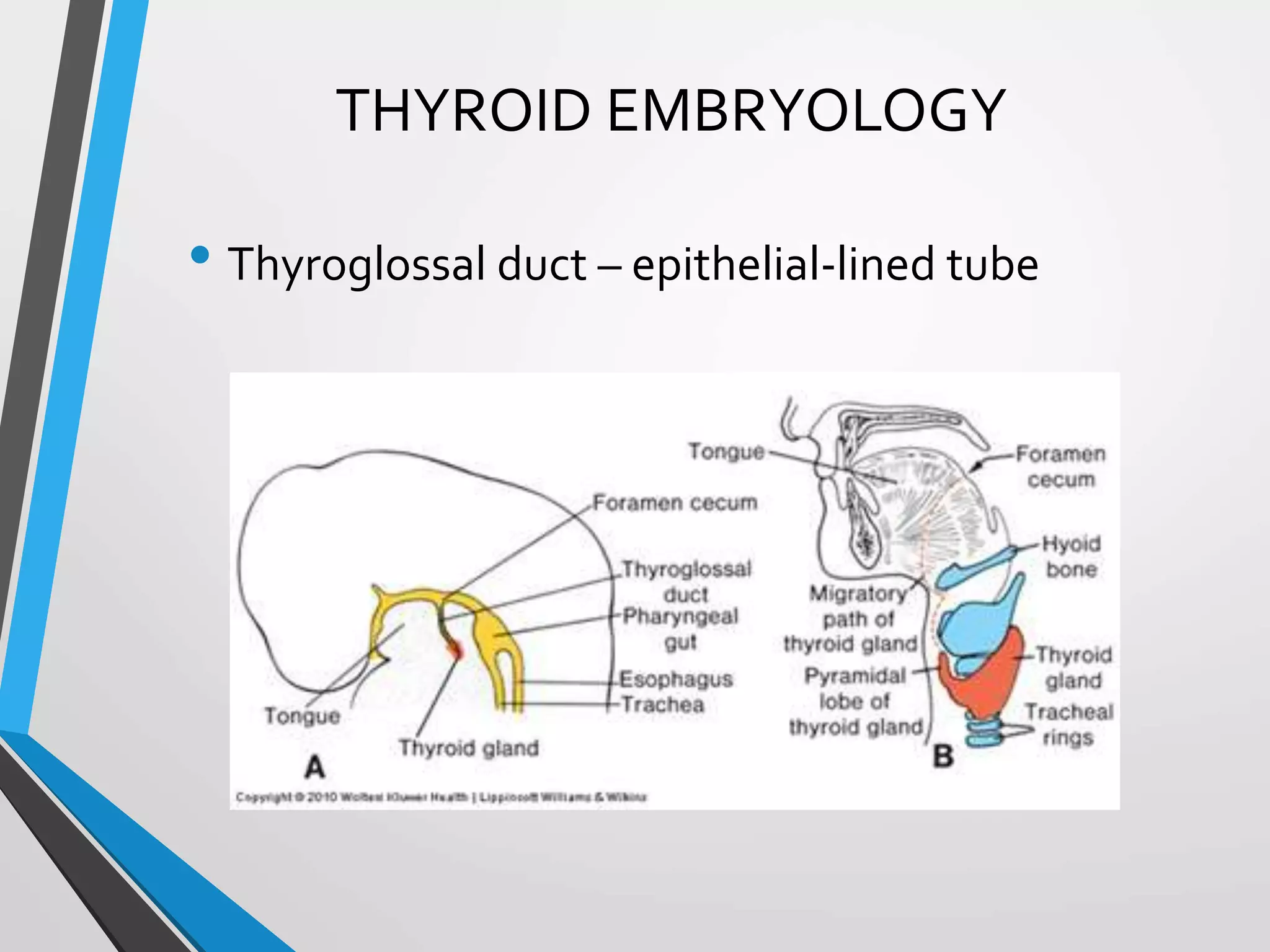 THYROID, PARATHYROID, & ADRENAL GLANDS.pptx