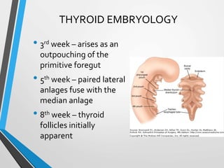 THYROID, PARATHYROID, & ADRENAL GLANDS.pptx