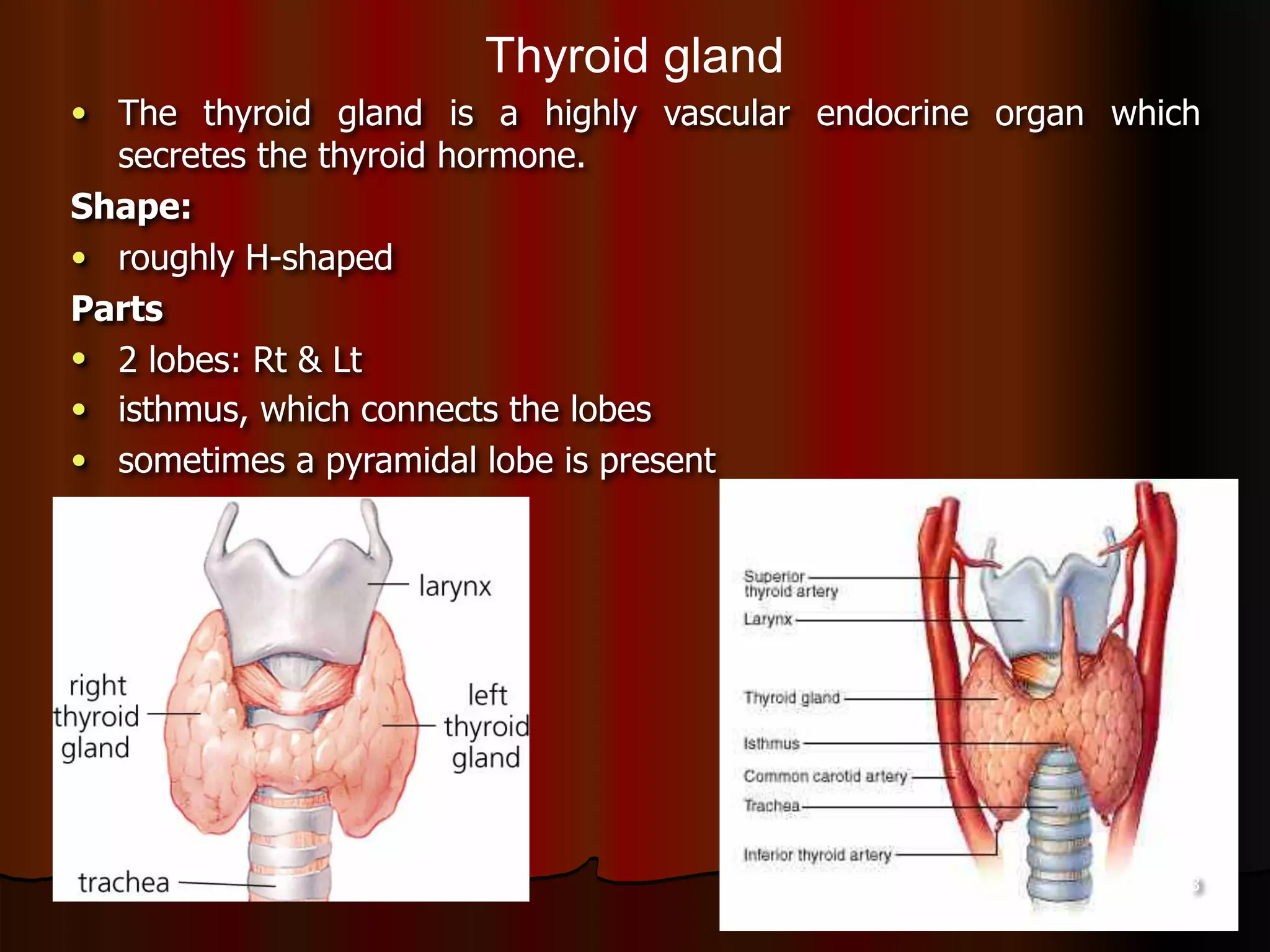 Thyroid & parathyroid gland | PDF