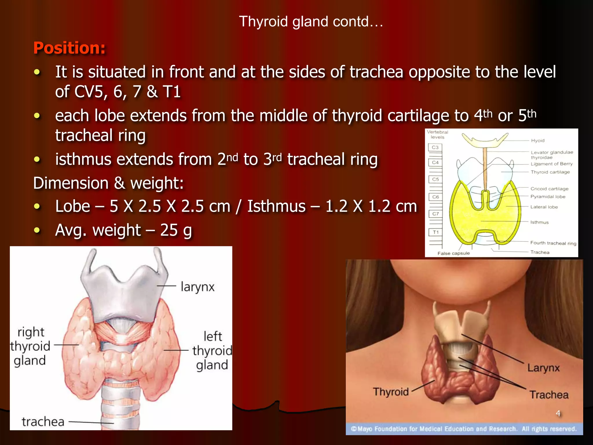 Thyroid & parathyroid gland | PPT