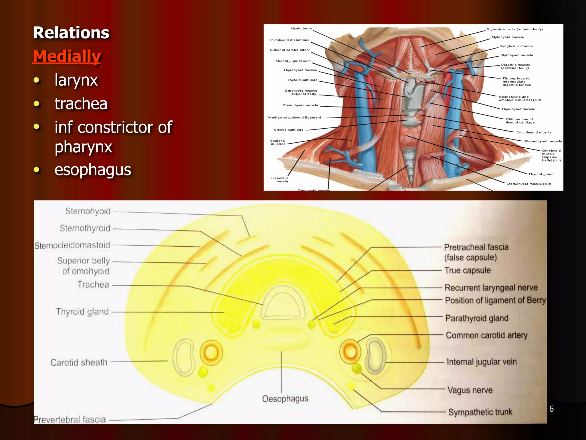 Thyroid & parathyroid gland | PDF