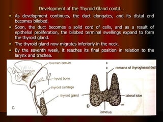 Thyroid & parathyroid gland | PPT