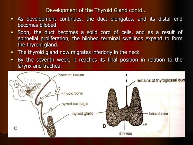 Thyroid & parathyroid gland | PPT