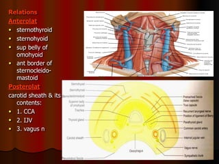 Thyroid & parathyroid gland | PDF