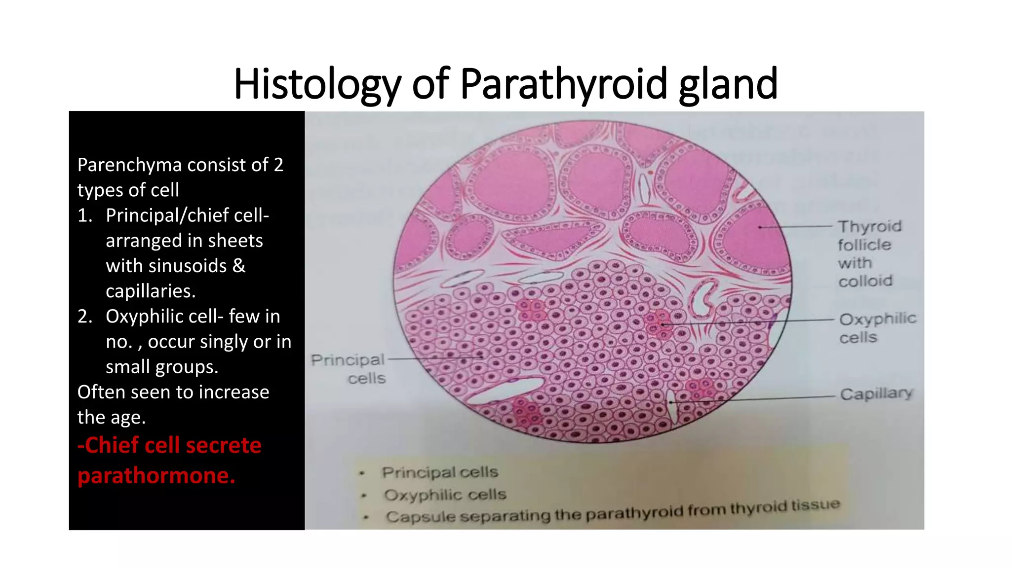 Thyroid & Parathyroid gland-BAMS.pptx