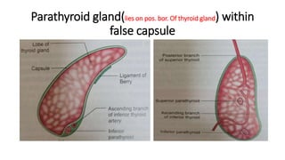 Thyroid & Parathyroid gland-BAMS.pptx