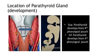 Thyroid & Parathyroid gland-BAMS.pptx