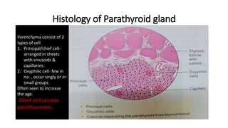 Thyroid & Parathyroid gland-BAMS.pptx