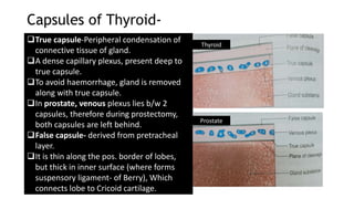 Thyroid & Parathyroid gland-BAMS.pptx