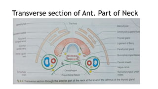 Thyroid & Parathyroid gland-BAMS.pptx