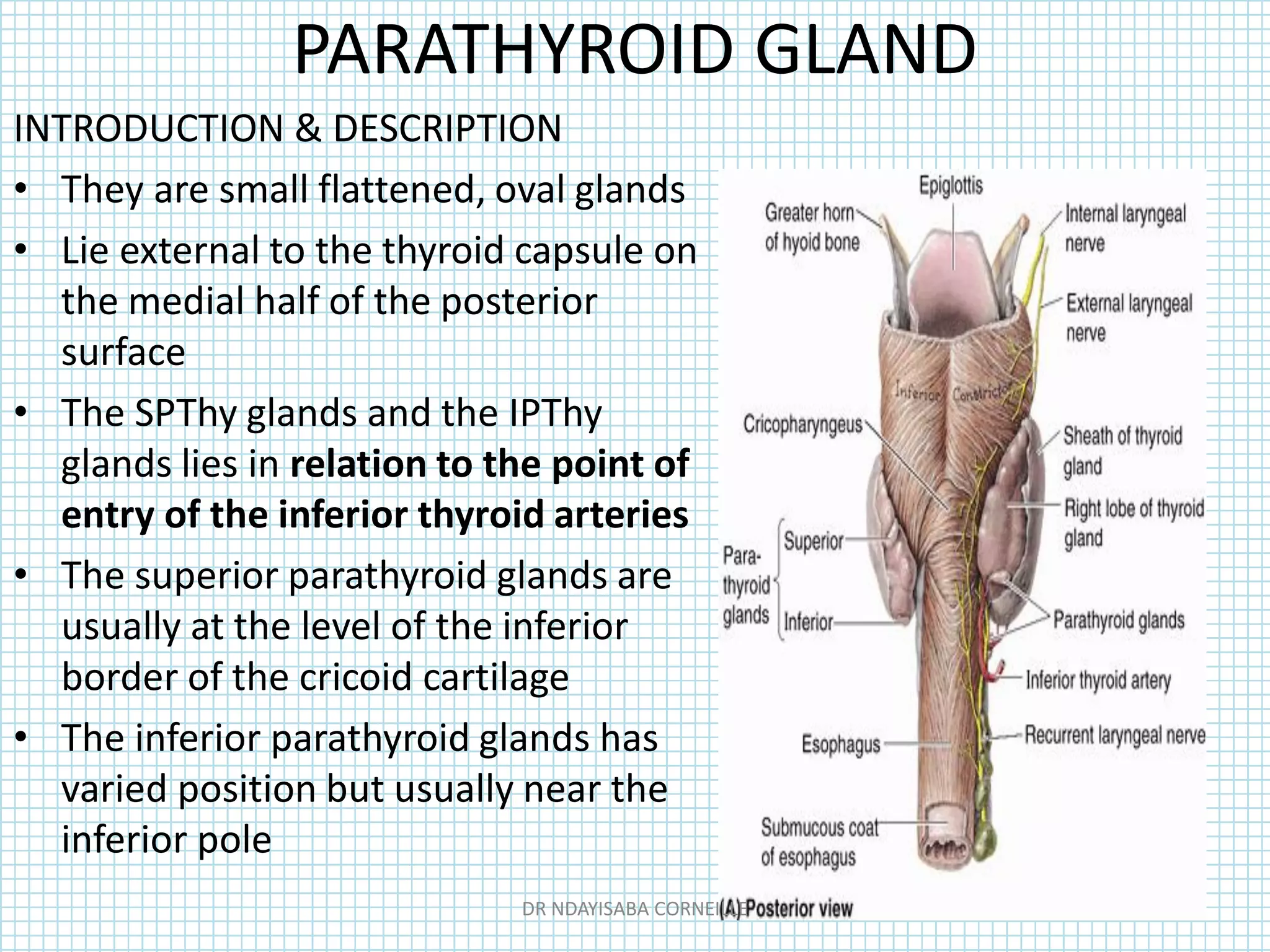 THYROID&PARATHYROID_GLAND.pdf