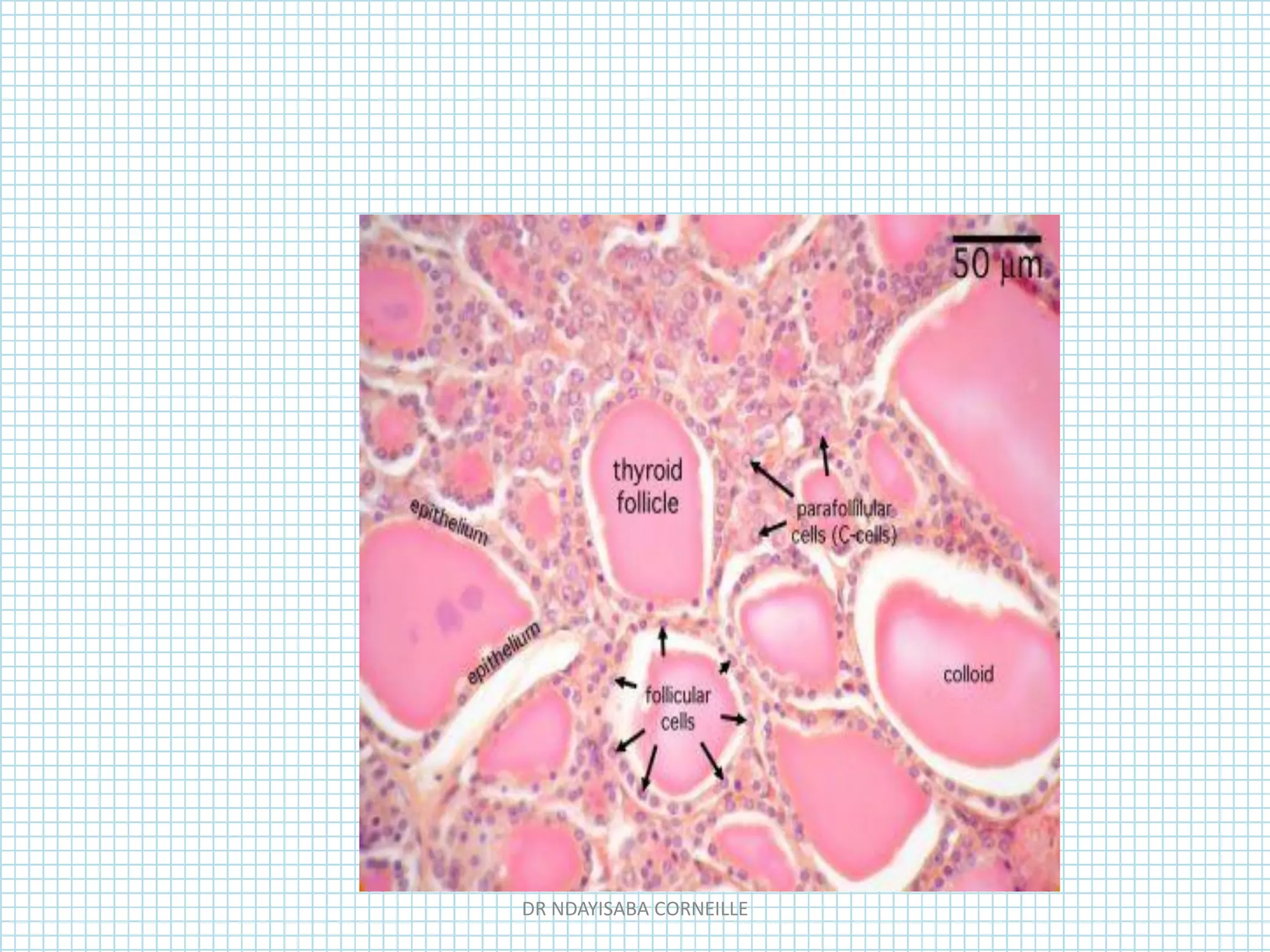 THYROID&PARATHYROID_GLAND.pdf