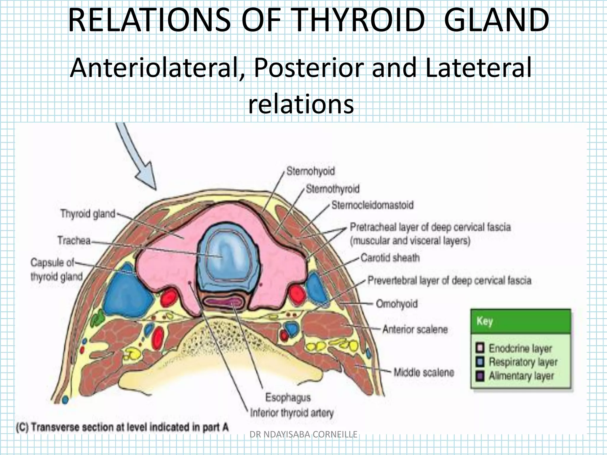 THYROID&PARATHYROID_GLAND.pdf