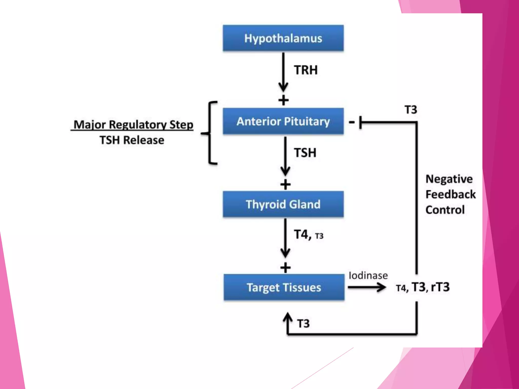 Thyroid parathyroid kinara | PPTX