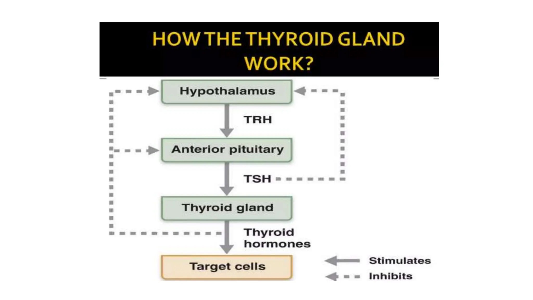 THYROID PATHOLOGY detailing the management, definitions and treatment ...