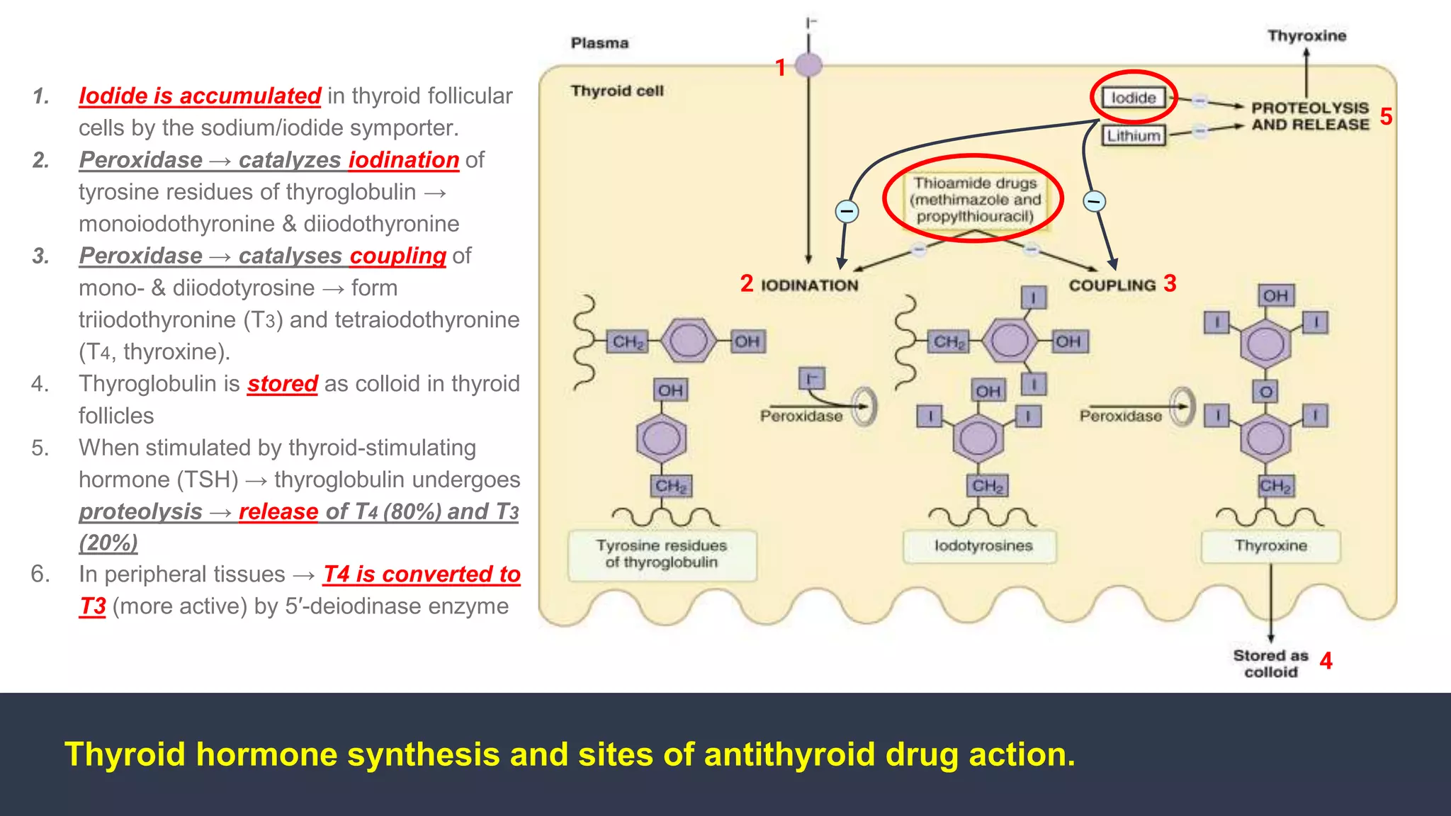 Thyroid pharmacology | PPTX