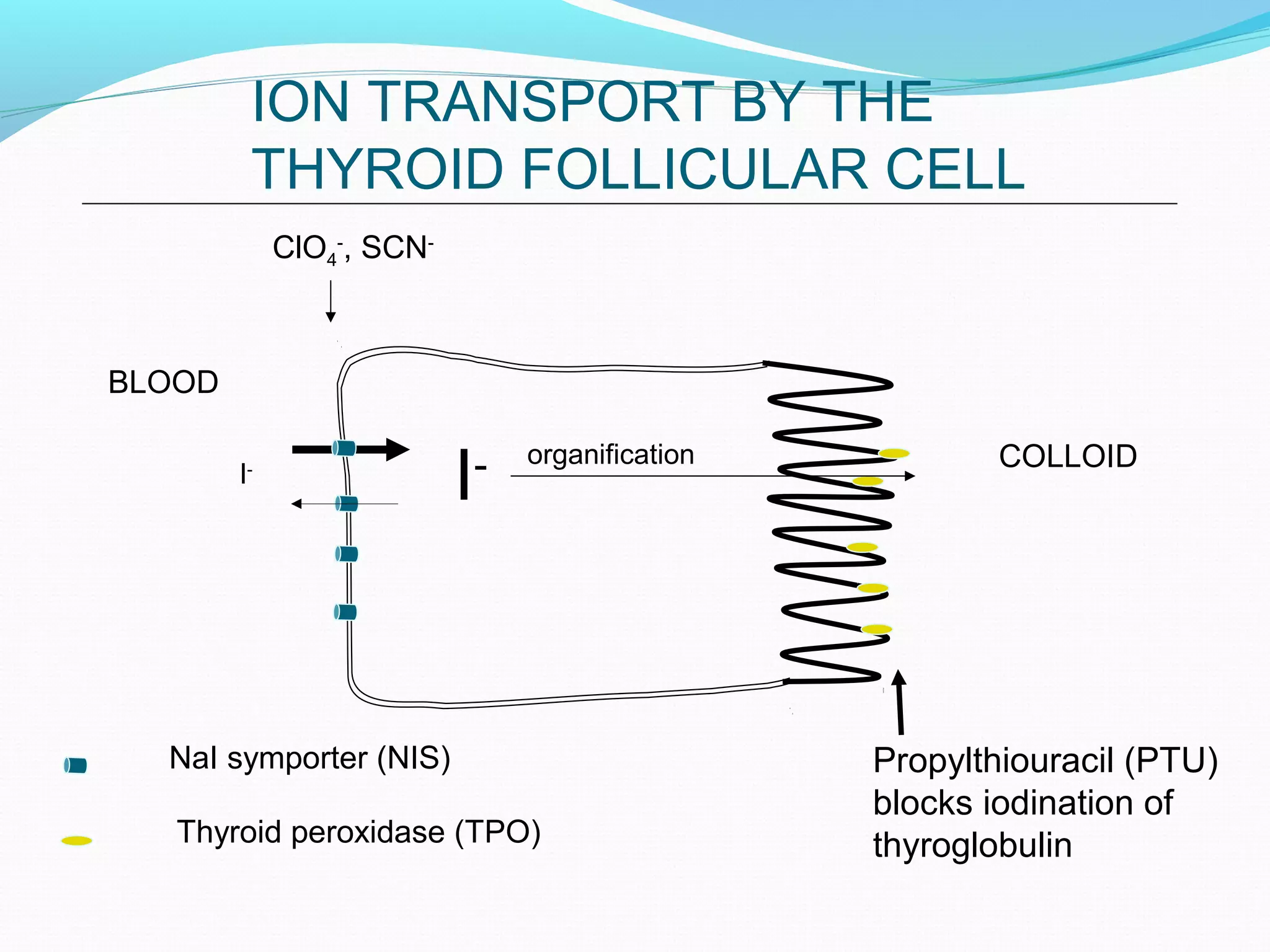 Thyroid physiology | PPT