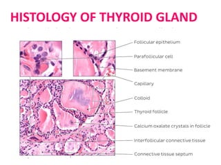Thyroid Physiology_Dr.E. Muralinath_ Associate Professor | PPTX