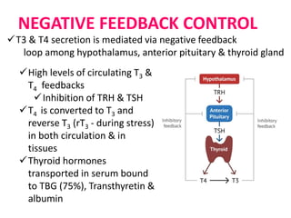 Thyroid Physiology_Dr.E. Muralinath_ Associate Professor | PPTX