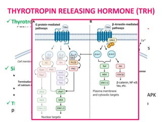 Thyroid Physiology_Dr.E. Muralinath_ Associate Professor | PPTX