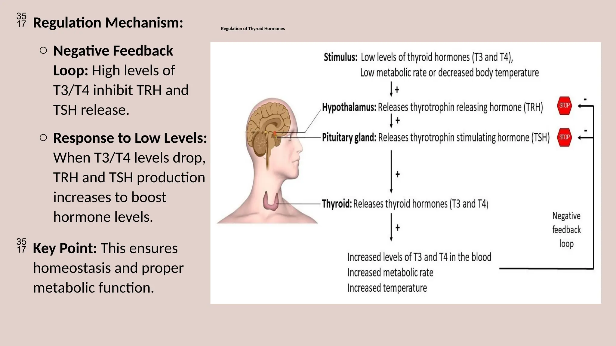pathophysiology of thuroid and ayurvedic managment | PPTX