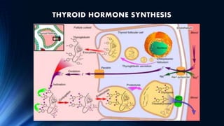 Thyroid ppt [autosaved] | PPTX