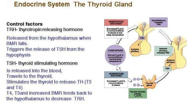 Thyroid ppt physio.pptx
