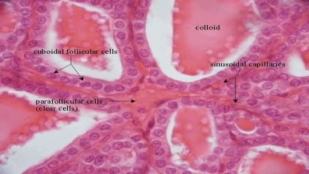 Thyroid Ppt Physio Pptx