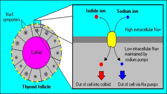Thyroid ppt physio.pptx