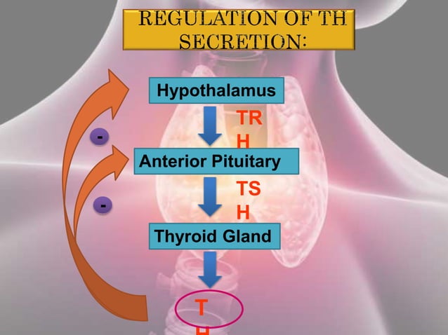 thyroid presentation.pptx