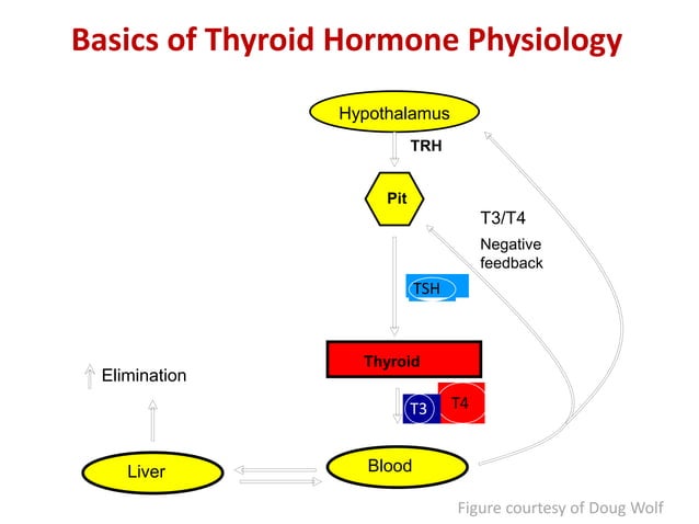Neoplastic and Non-neoplastic Rodent Thyroid Lesions and Their ...