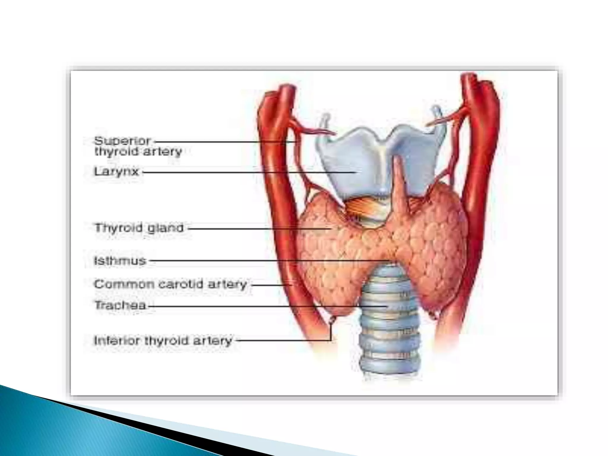 Thyroid Clinical sheet | PPTX