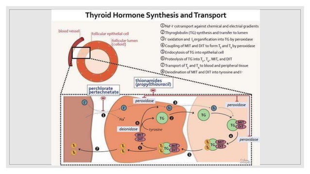 Thyroid storm Symptoms and Management for use | PPTX | Thyroid ...