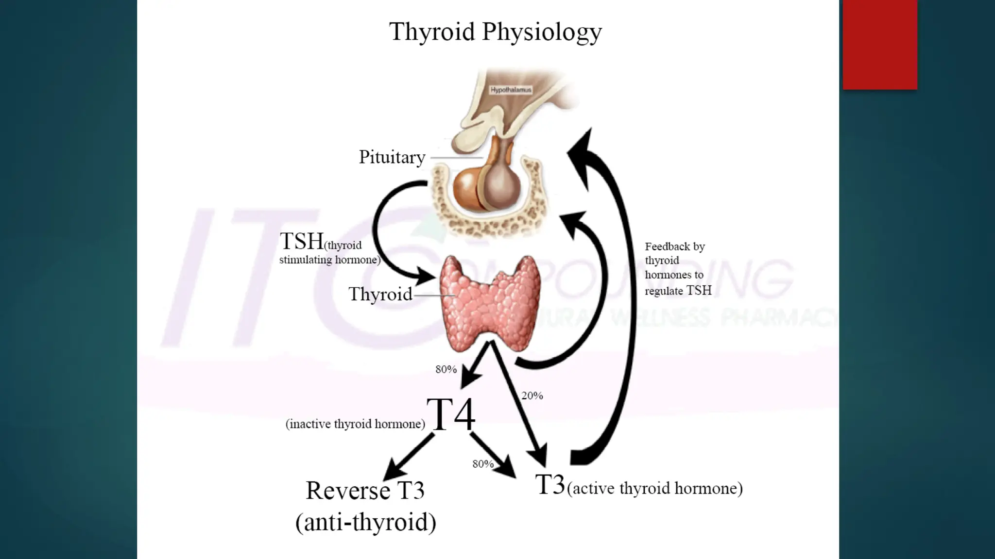 thyroid storm introduction, management.pptx