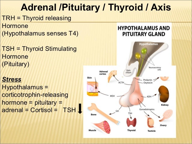 Thyroid stress and adrenals