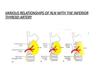 thyroidsurgicalanatomy-161121065627.pptx