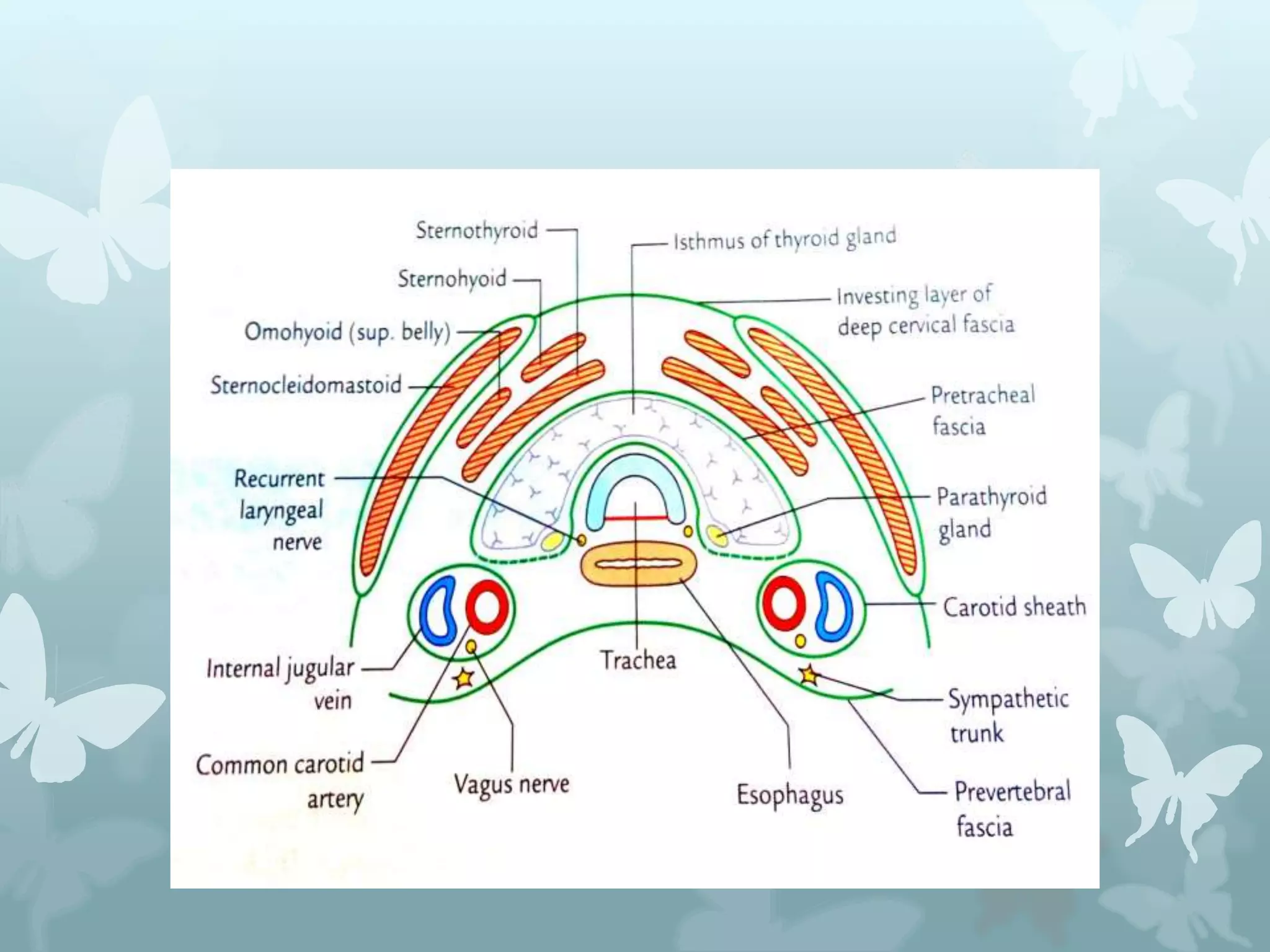 Thyroid surgical anatomy | PPTX