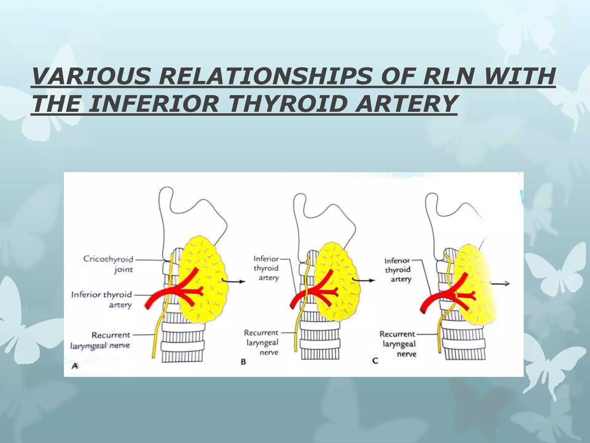 Thyroid surgical anatomy | PPTX