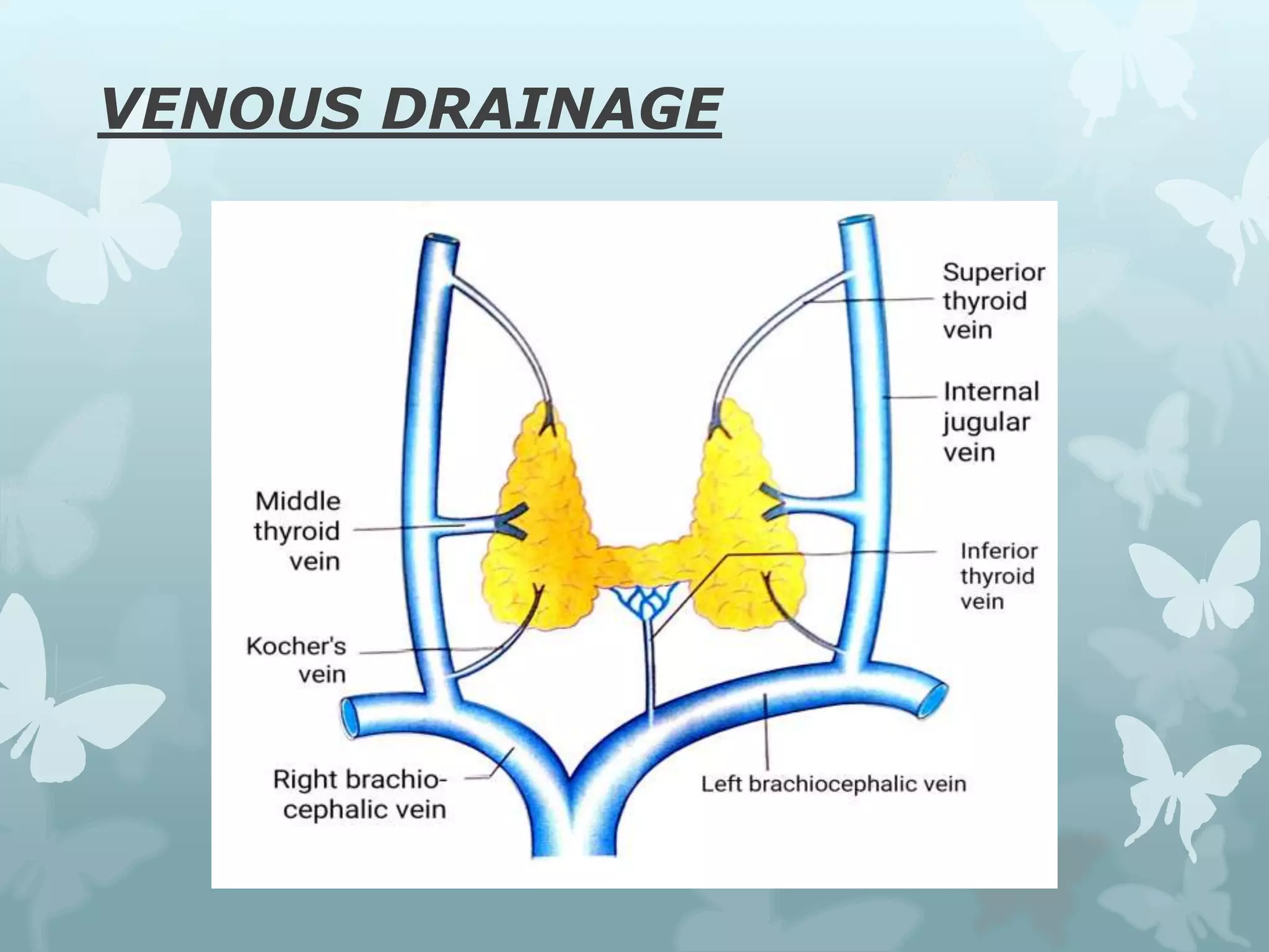 Thyroid surgical anatomy | PPTX