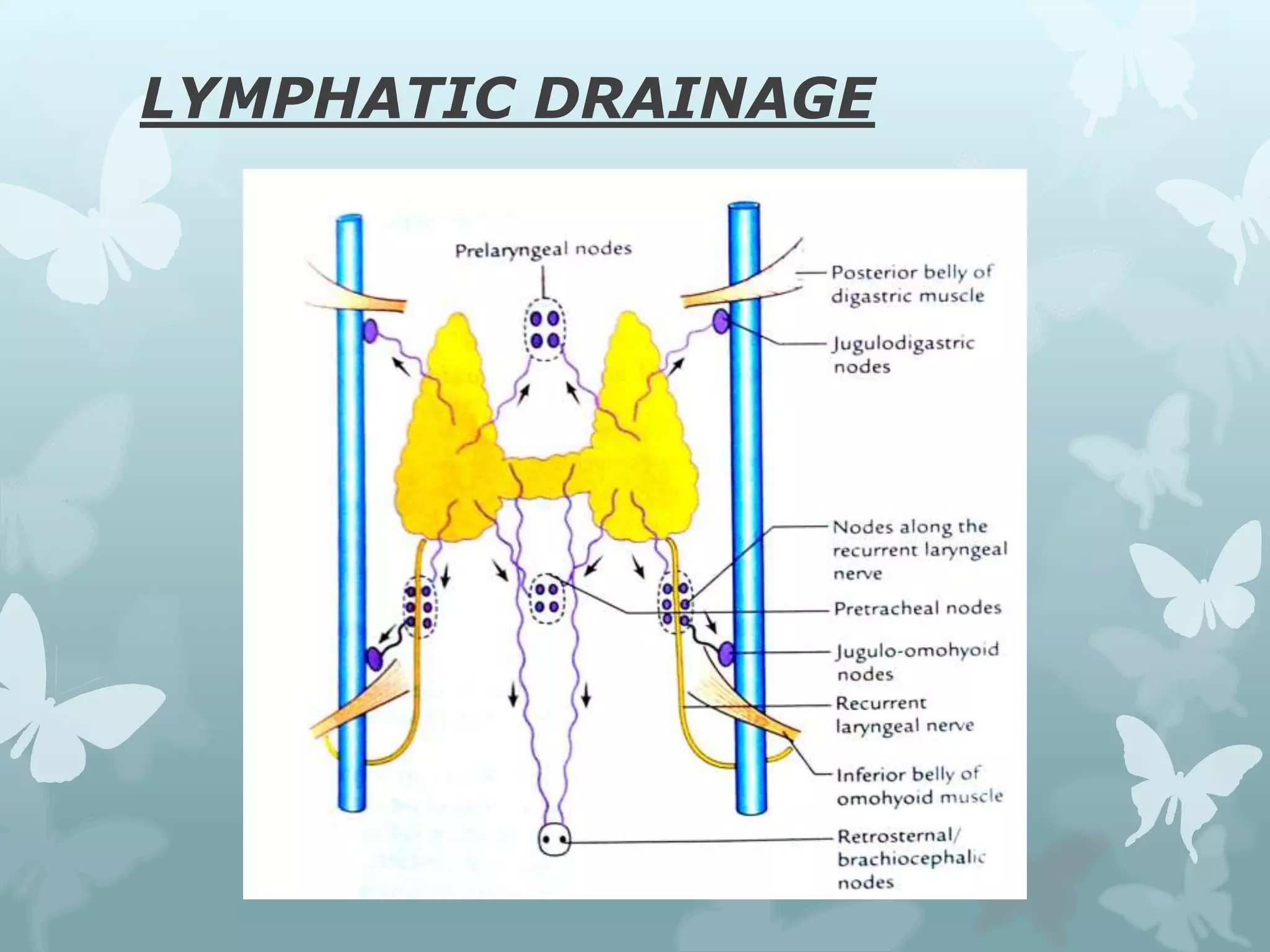 Thyroid surgical anatomy | PPTX