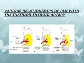 Thyroid surgical anatomy | PPTX