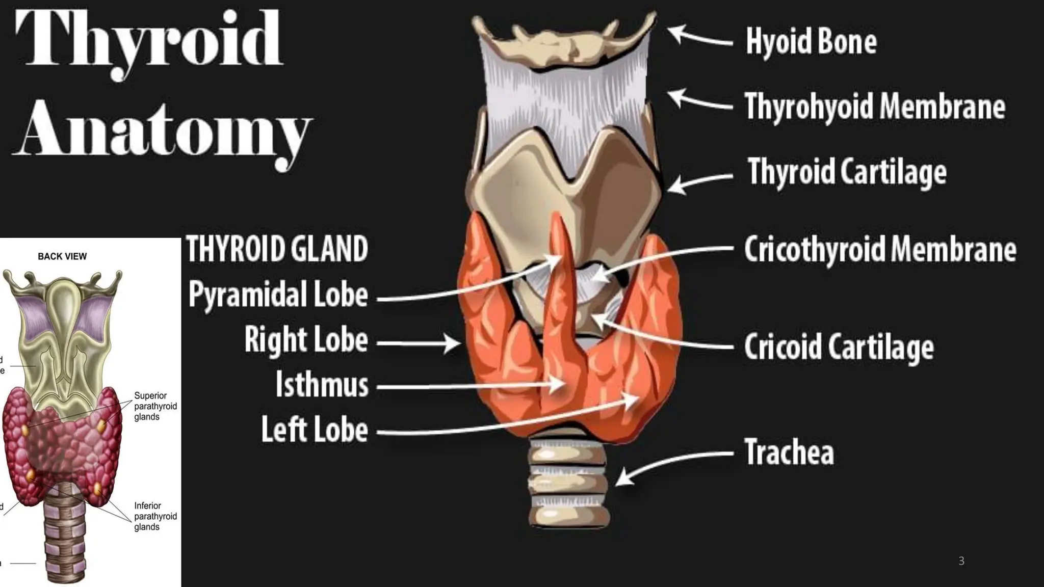 Thyroid swelling-clinical examination.pdf