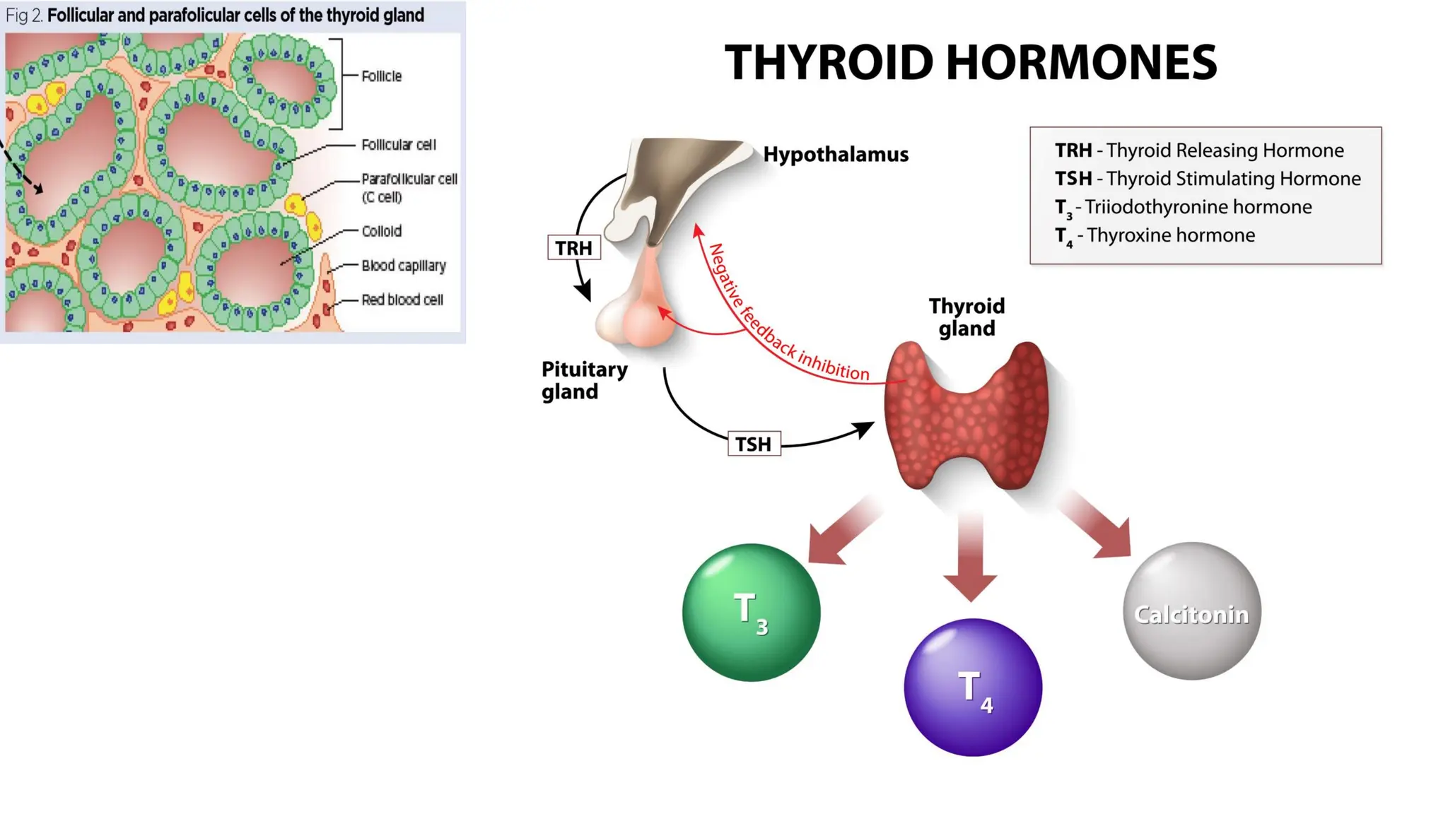 Thyroid swelling-clinical examination.pdf