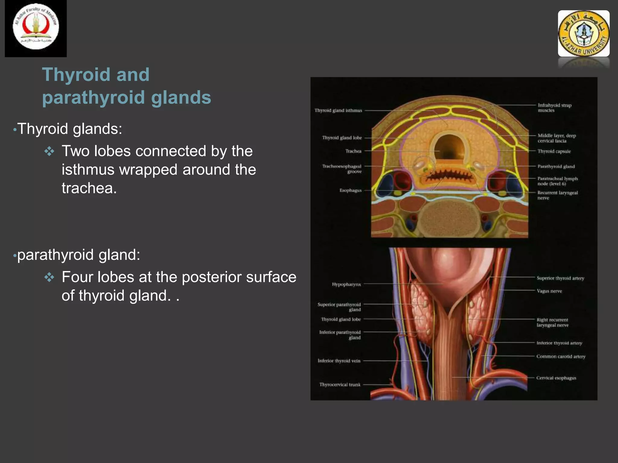 Thyroid us | PPTX